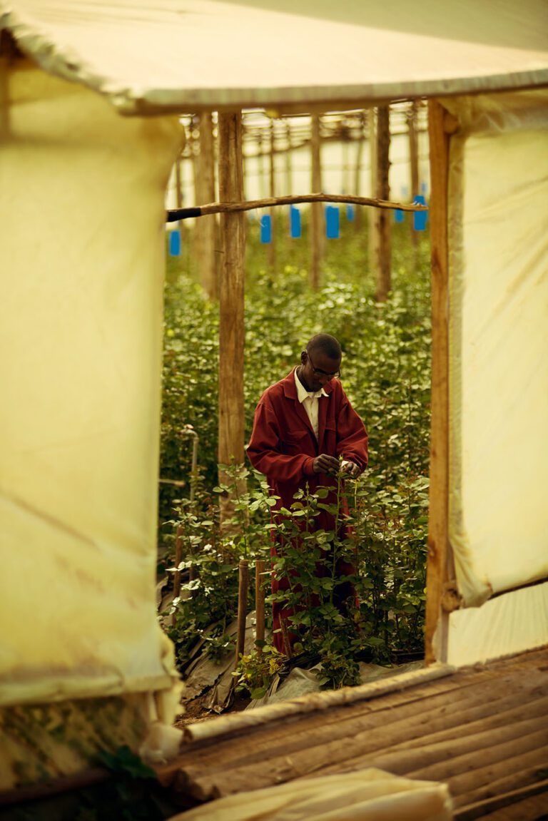 Baraka Roses: Premium Kenyan Roses from Nyandarua, Kenya