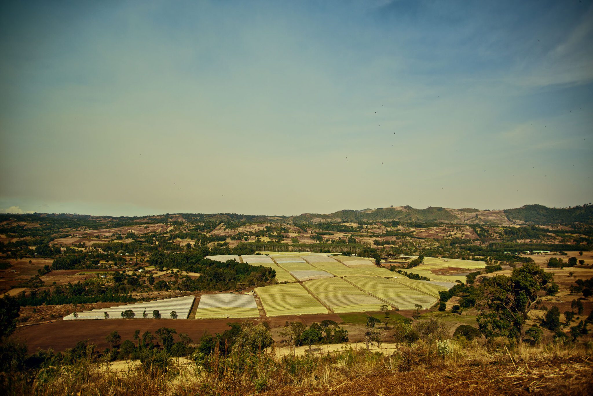 Baraka Roses: Premium Kenyan Roses from Nyandarua, Kenya