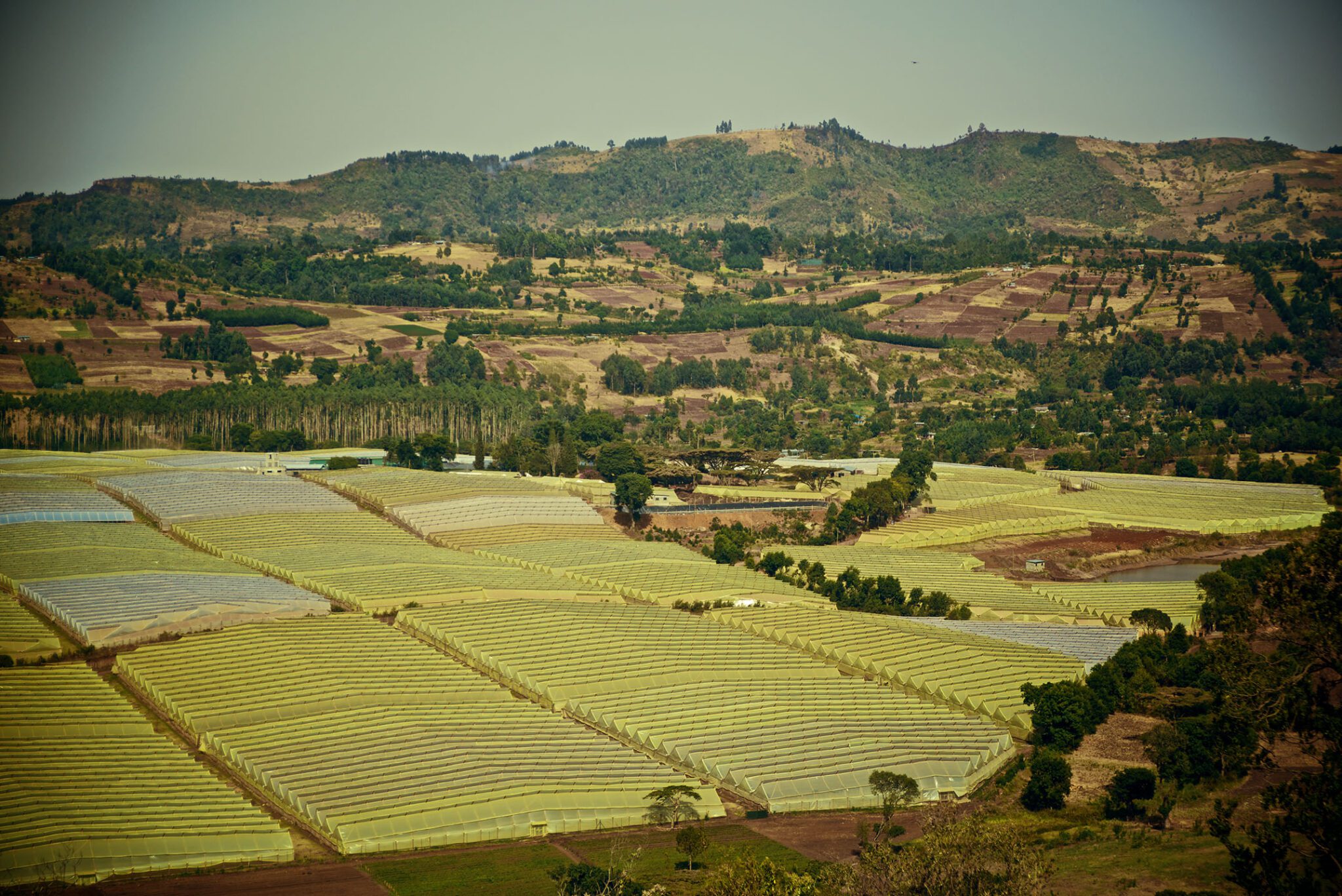 About Us - Baraka Roses