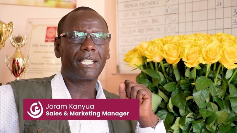 Baraka Roses: Premium Kenyan Roses from Nyandarua, Kenya