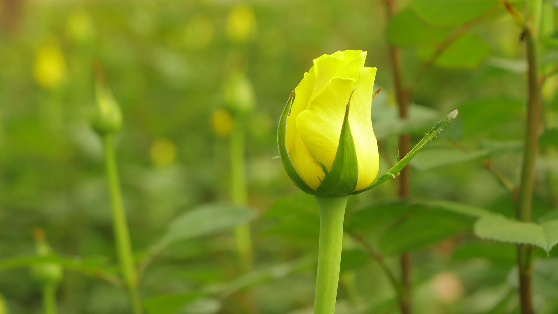 Baraka Roses: Premium Kenyan Roses from Nyandarua, Kenya